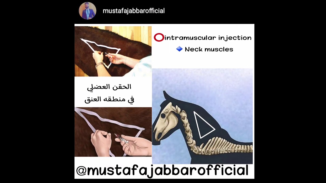 Intramuscular injection sites in horses, cows, sheep, goats, dogs and ...