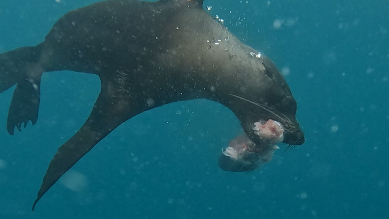 Playful Seal Eats Fish & HOT SNAPPER BITE. Kapiti Island Fishing ...