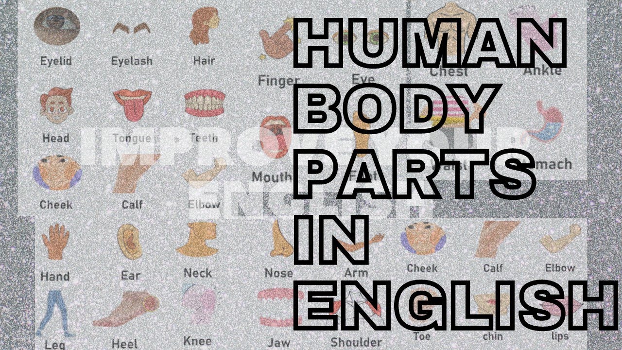 Body parts name in English| Human Body parts| Improve Your English ...
