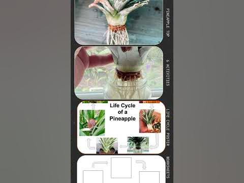 life cycle of a pineapple | growing pineapples from a pineapple top ...