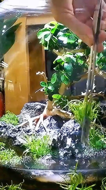 Bonsai low-tech nano bowl tank build and 20 months later 🐠🌱 #fishtank #lowtechtank #aquarium ...