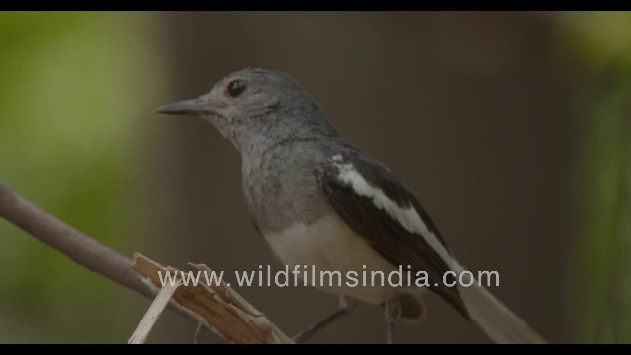 Oriental Magpie Robin - National bird of Bangladesh - YouTube