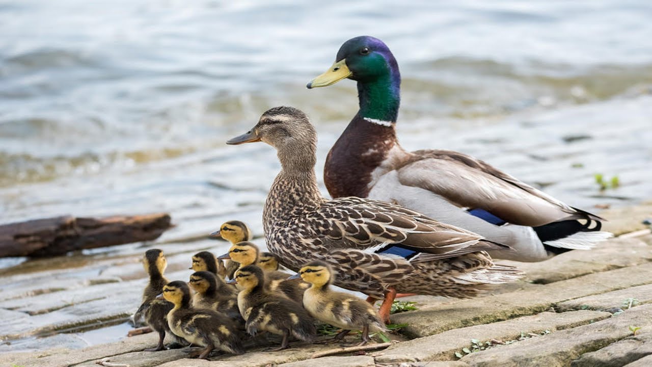 Mallard family beautiful life #birds #waterbirds - YouTube