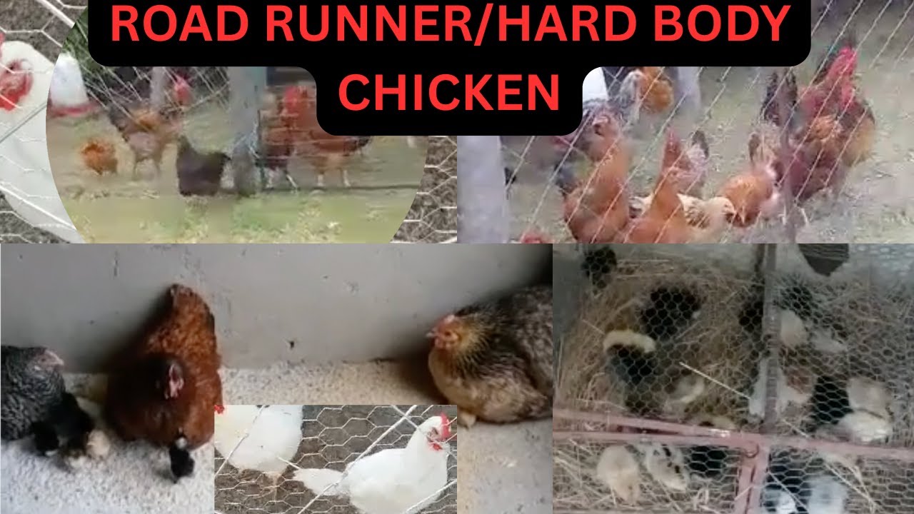 ROADRUNNER/HARDBODY CHICKEN PROJECT IN GWERU, ZIMBABWE - YouTube