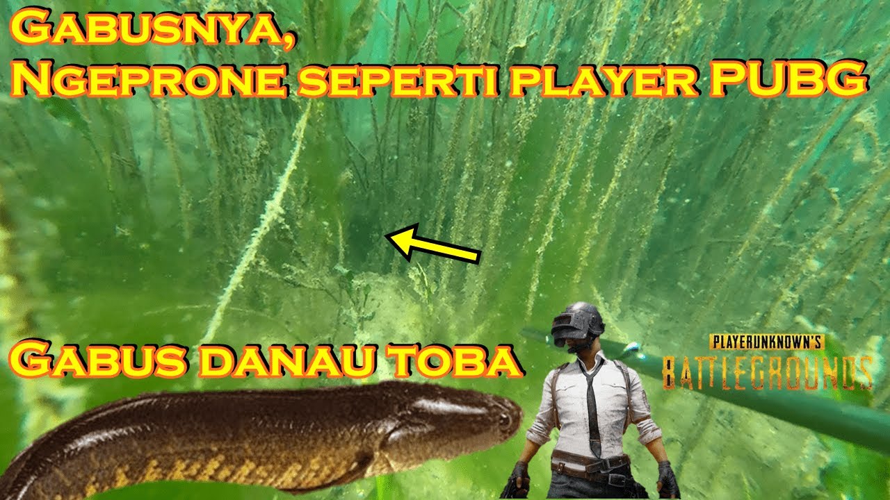 Menciduk ikan gabus yang lagi ngeprone seperti player PUBG. Nembak ikan ...