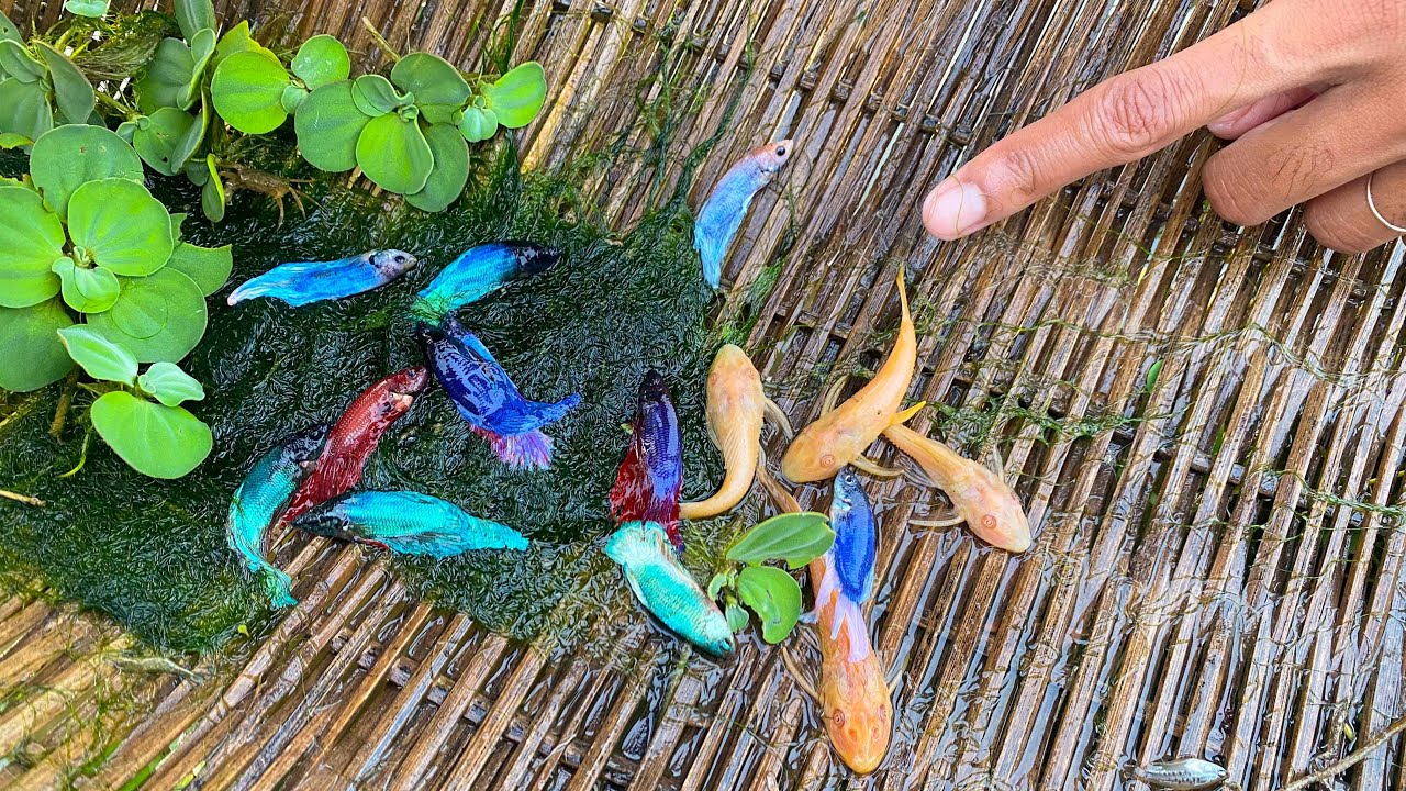 Happy Amazing Fishing in Float Water -Catching A lot Of Betta Fish And ...