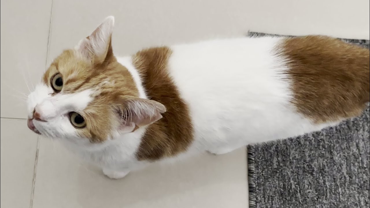 Cat Meows To Go Outside - YouTube