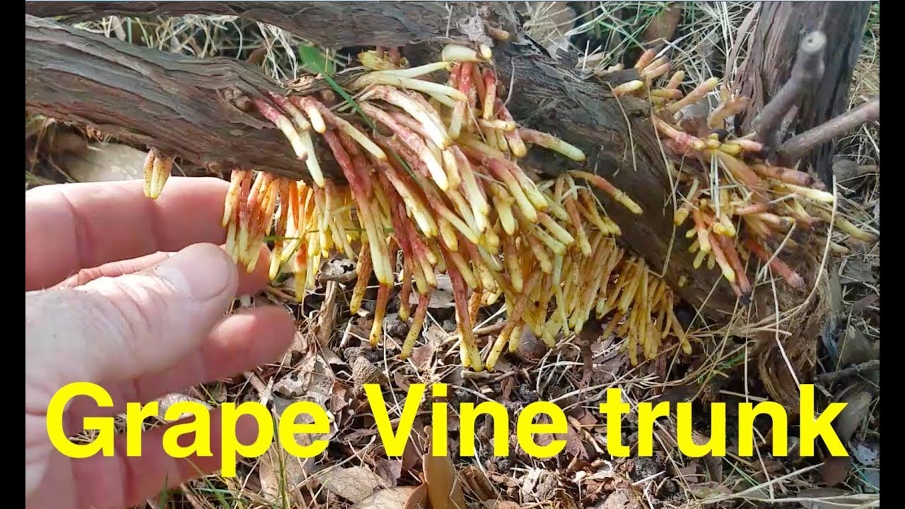 Grape Vine Trunk weird growth. Roots, Gall, Insects, Buds ? - YouTube