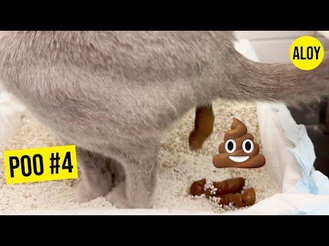 💩 Kitty Pooping - Vol. 4 💩 (DAY660)