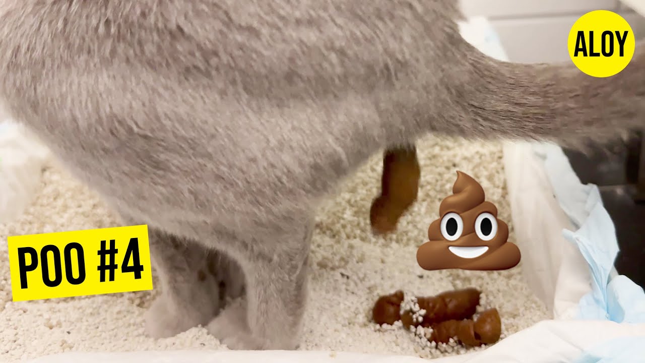 💩 Kitty Pooping - Vol. 4 💩 (DAY660) - YouTube