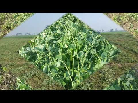 Alfalfa "The Best Fodder" @ Bio Track Farm - YouTube