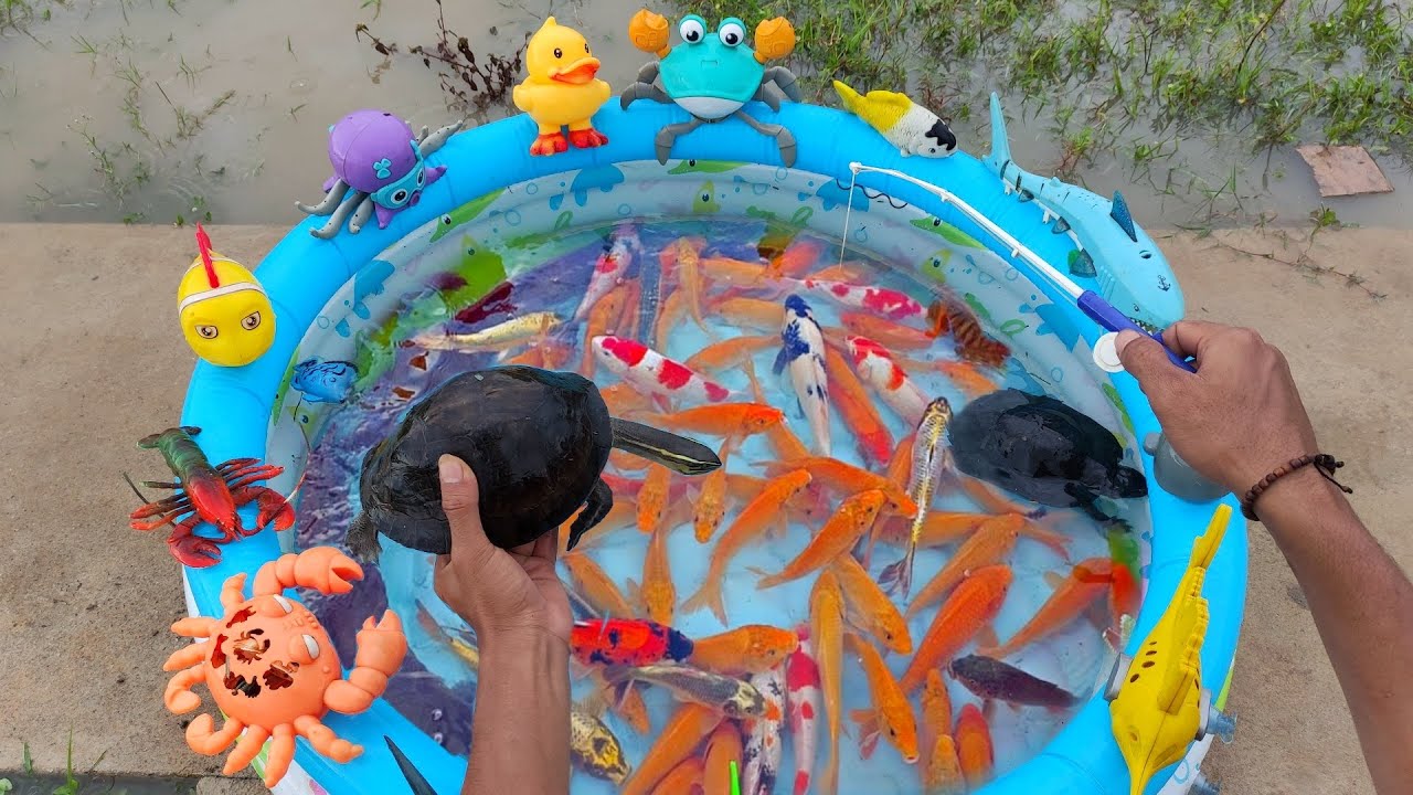 Mancing ikan koi, ikan hias, bebek, itik, lobster, ikan hiu, kura kura ...