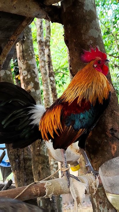 Qaib F1 nyiam nug tau nawb - YouTube