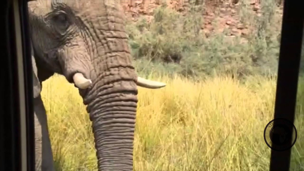 Elephants at the window! - YouTube