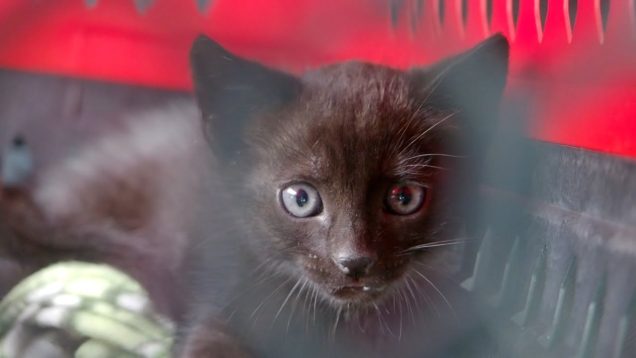 Kittens Delivery Service - YouTube