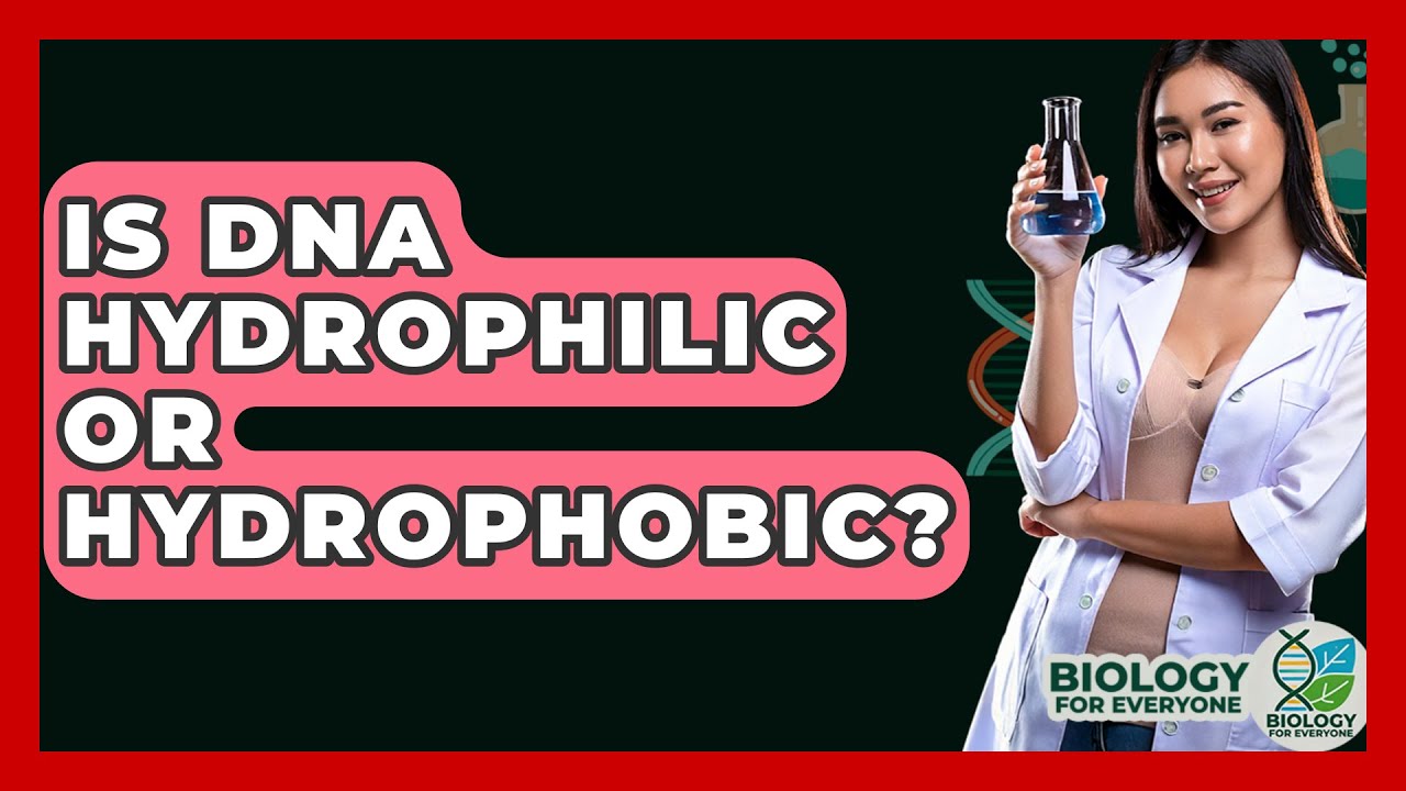 Is DNA Hydrophilic Or Hydrophobic? - Biology For Everyone - YouTube