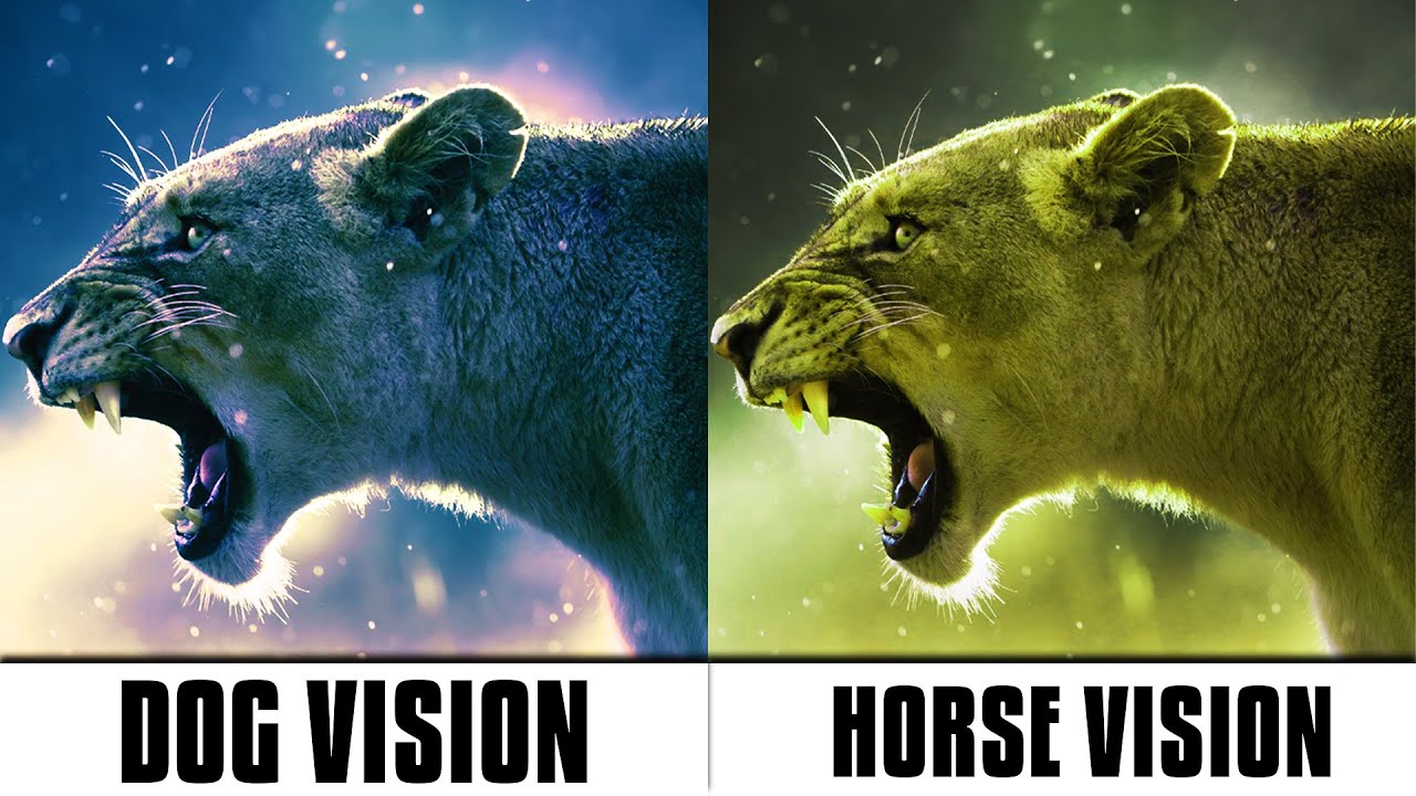 How Do Animals See? - YouTube