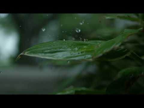 Amangy - Rick Morelli - Aires de Mangoré - YouTube