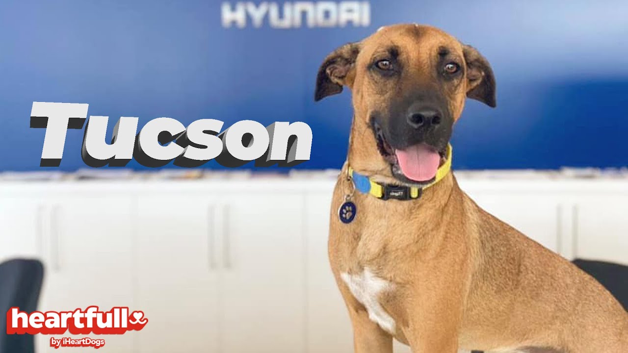 Meet Tucson! A Stray Dog that Became an Honorary Employee at Hyundai ...