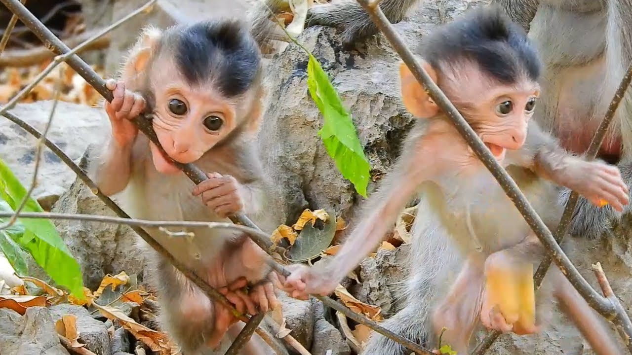 Newborn animal monkey looks like the human while standing up and smile ...
