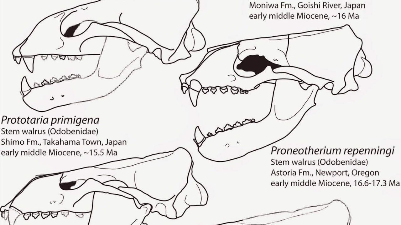 Walrus evolution - YouTube