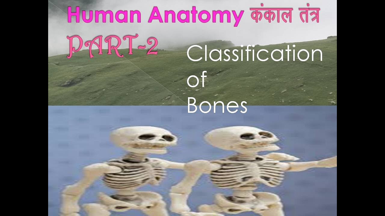 Classification of bones, Axial skeleton , Appendicular Skeleton - YouTube