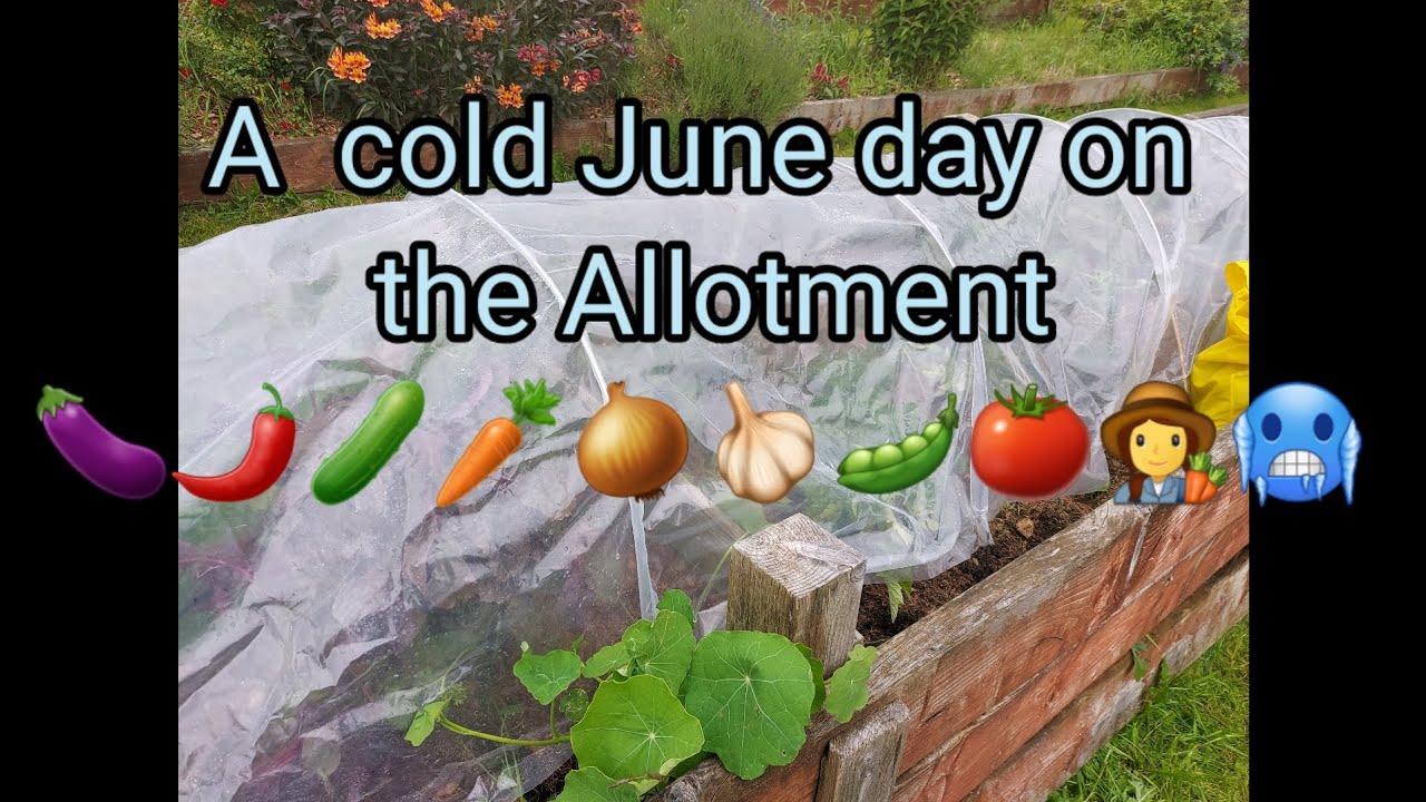A cold June day on the Allotment .🍆🌶🥒🥕🧅🧄🫛🍅👩‍🌾🥶 - YouTube
