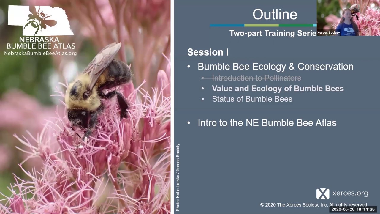 Nebraska Bumble Bee Atlas Training I: Bumble Bee Ecology, Conservation ...