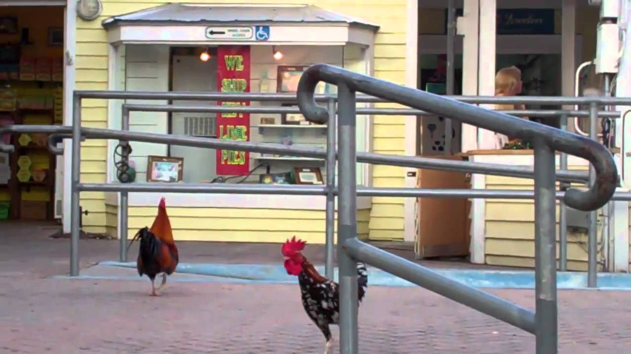 Key West Chickens 4 - YouTube