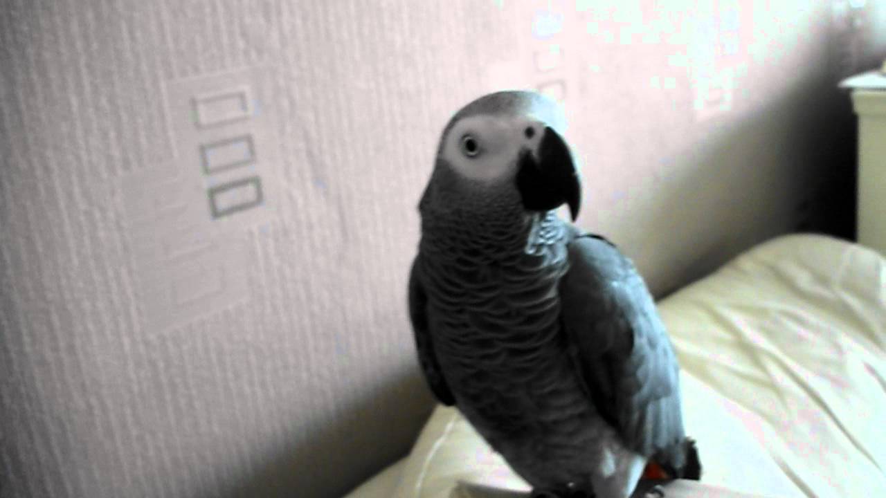 Parrot swearing. - YouTube