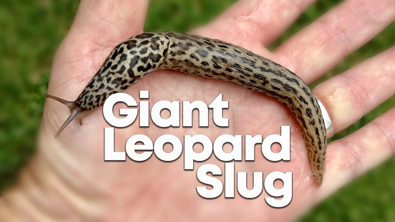 Watch How Long This Giant Leopard Slug Can Stretch Youtube