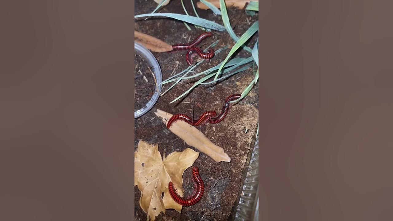 beautiful Mozambique fire millipedes set up rehouse - YouTube