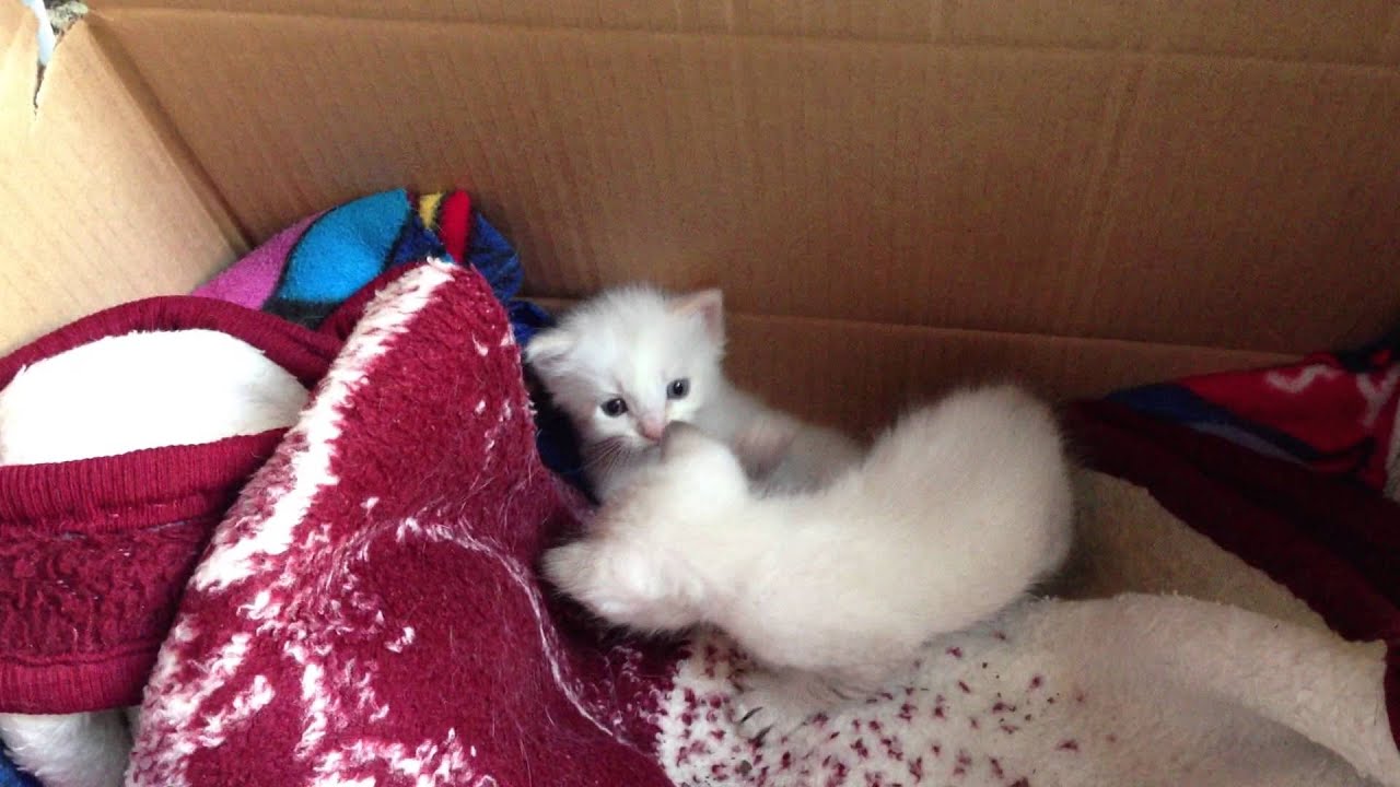 Gatitos peleando - YouTube
