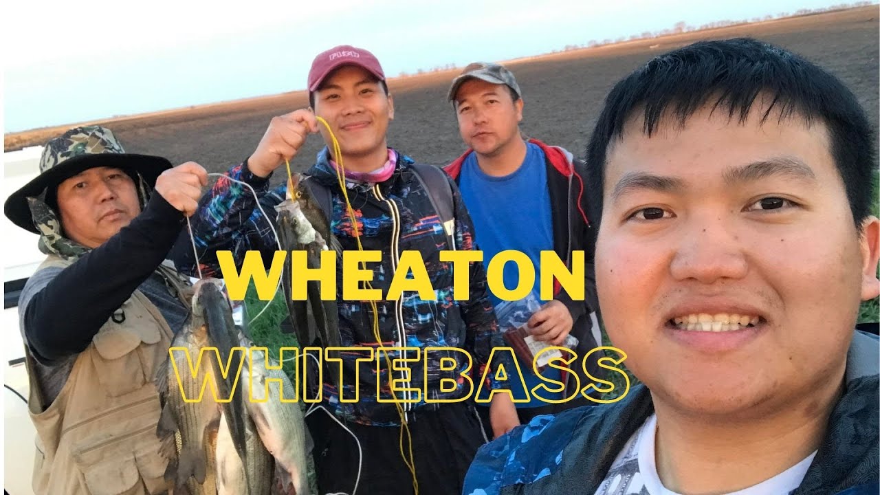 Wheaton Hmong White Bass MN 2022 Report - YouTube