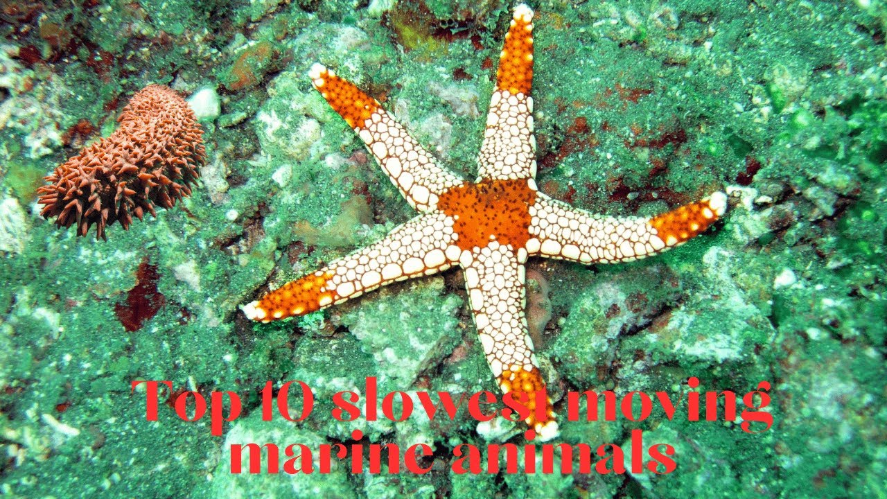 top 10 slowest moving marine animals - YouTube