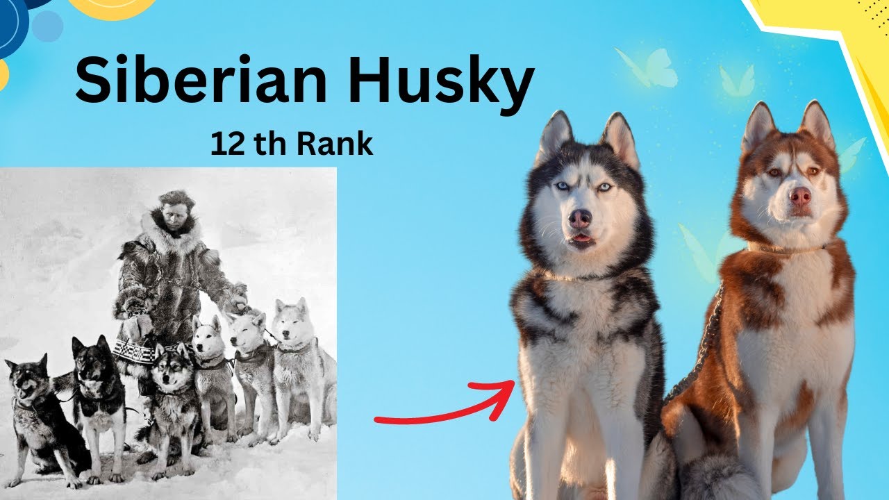 Siberian Husky: From History & Evolution to Most Familiar Dog Breed ...
