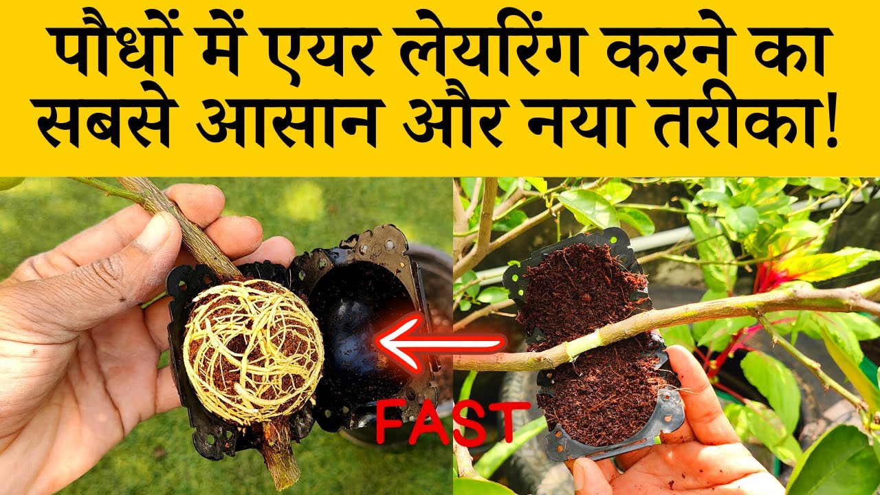पौधों में एयर लेयरिंग करने का सबसे आसान और नया तरीका Air Layering ...