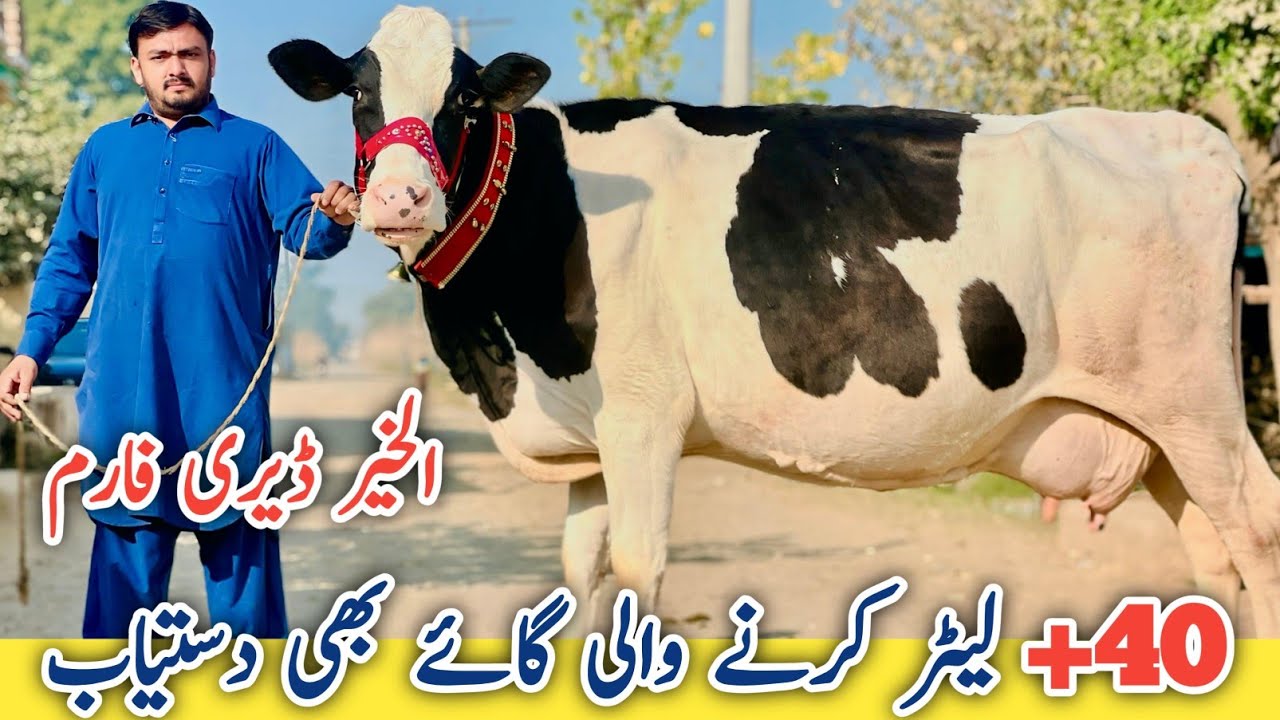 Pakistan's BEST Dairy Cows (Alkhair Dairy Farm ) Friesian cross cows in ...