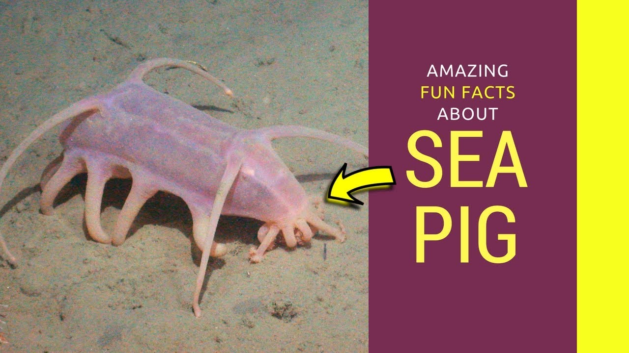 Sea pig true facts Amazing sea pig facts for kids - YouTube