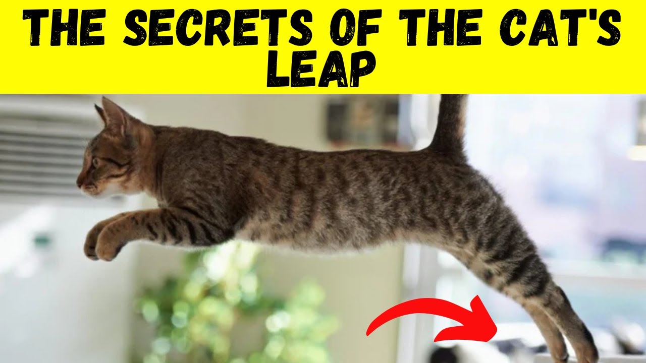 The secret of cats' jumps: how do they manage to jump so high? - YouTube