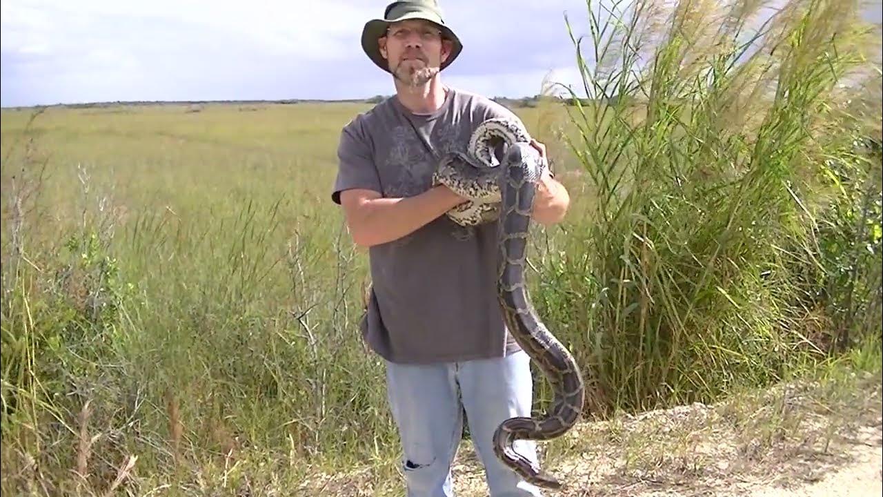 4 of 4 Pythons Captured in the Glades on a Good Day - YouTube
