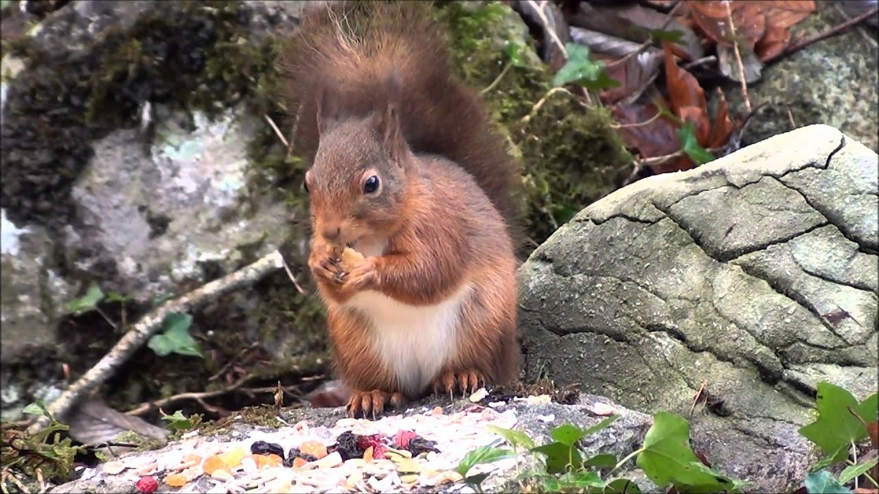 Red squirrel in Merlin Woods, Galway Ireland 26-11-2012 - YouTube
