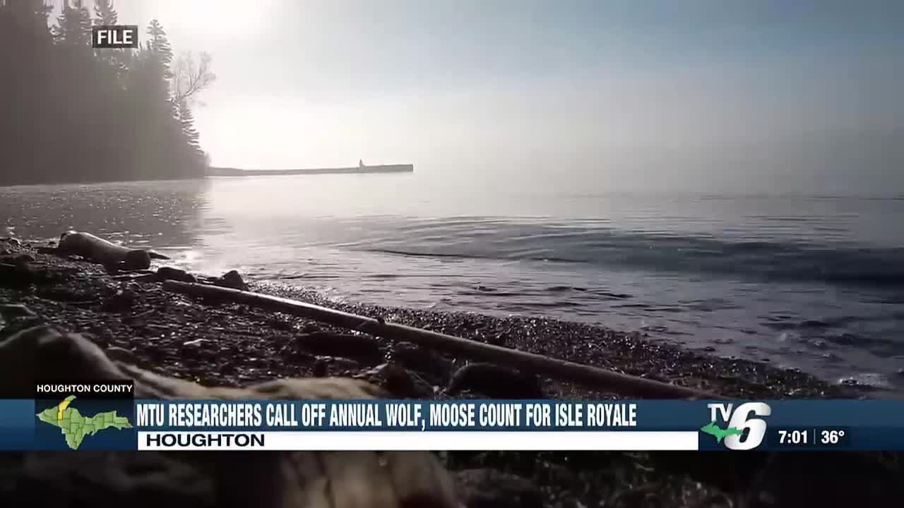 Isle Royale annual wolf count survey suspended due to unseasonable ...