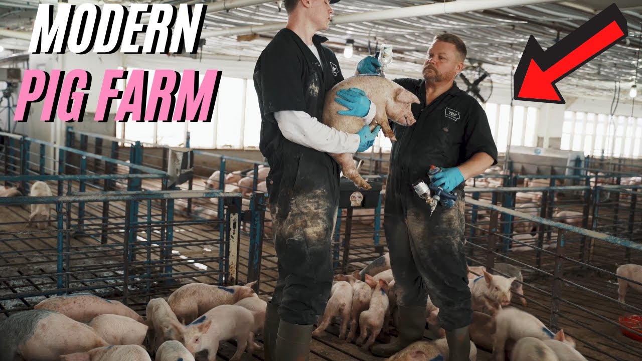 A Full Day Of Modern Pig Farming - YouTube