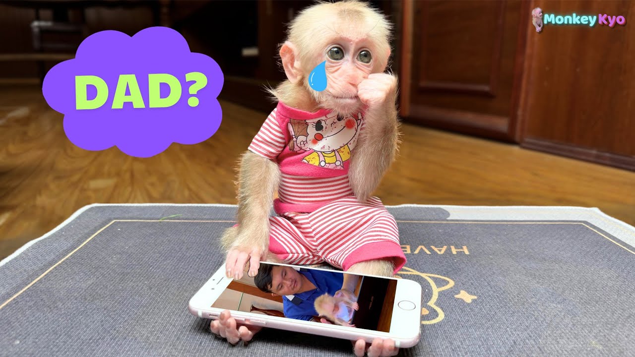Super cute! Baby monkey Kyo patiently waits for his dad to come home ...