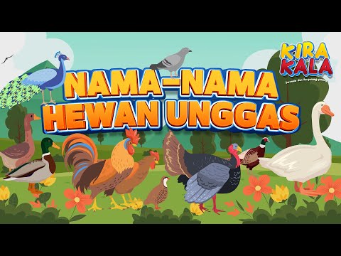 Belajar Mengenal Nama Hewan Unggas | Ayam, Bebek, Angsa, Kalkun, Merak dll