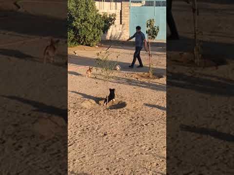 Xaşaxunada