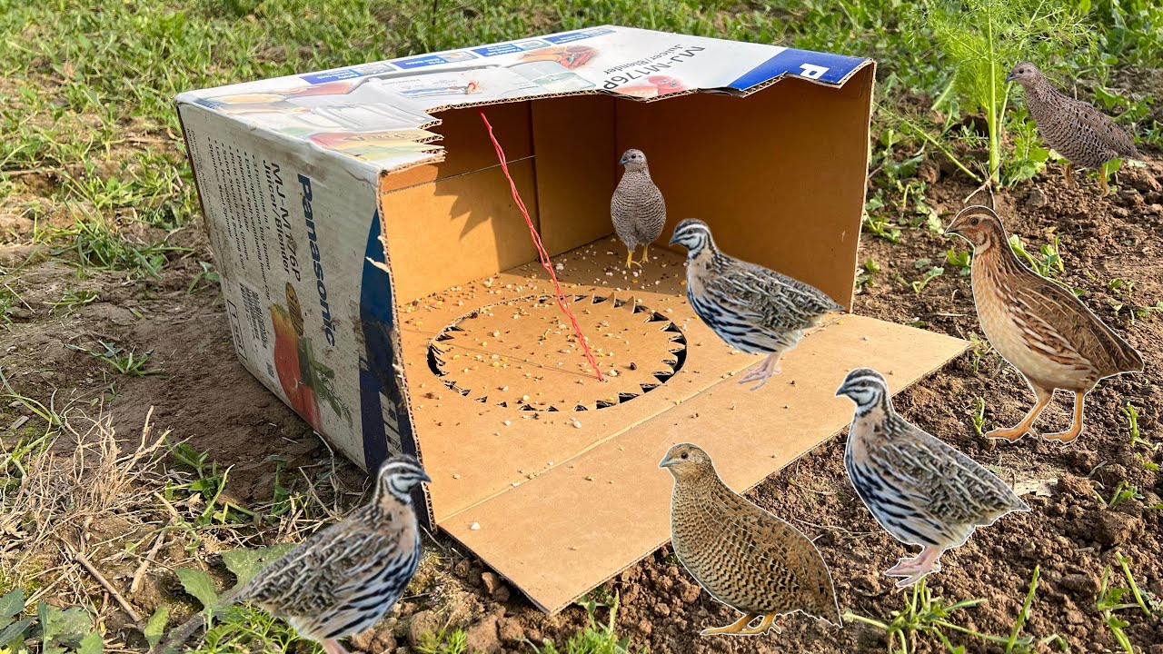 Quail Btair Trap Using Cardboard Box | Trap Ideas For Birds | ⁠@qbtraps ...