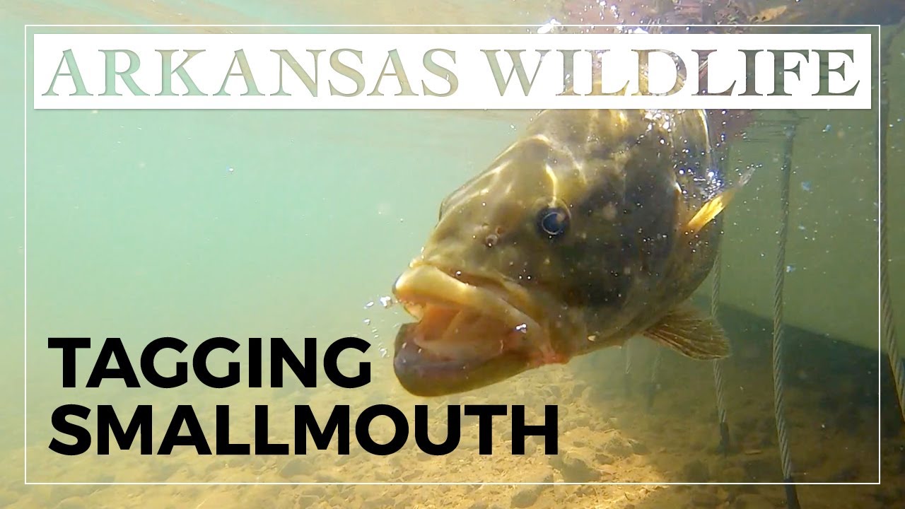 Tagging Big Crooked Creek Smallmouth Bass - YouTube