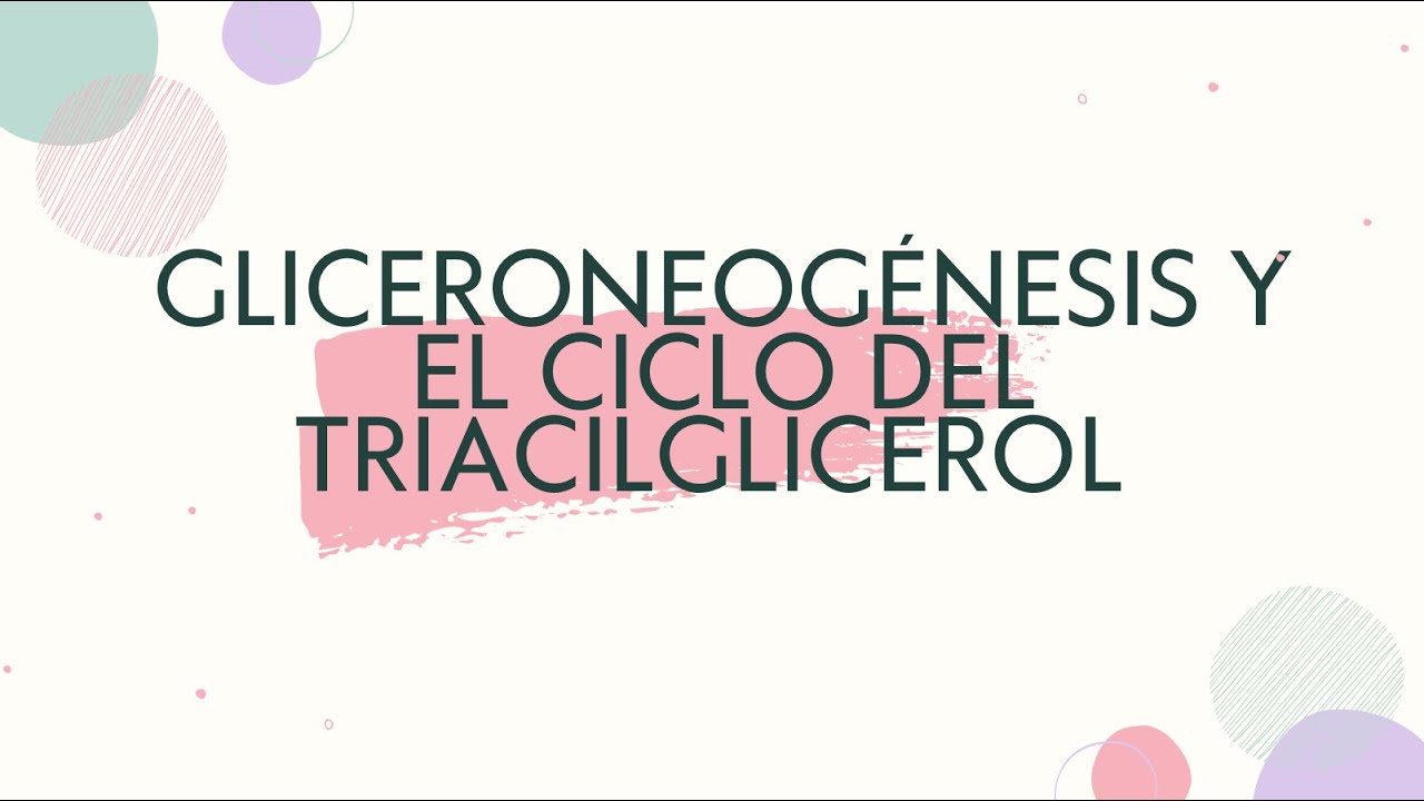 CICLO DEL TRIACILGLICEROL explicada paso a paso / Bioquímica Metabólica ...